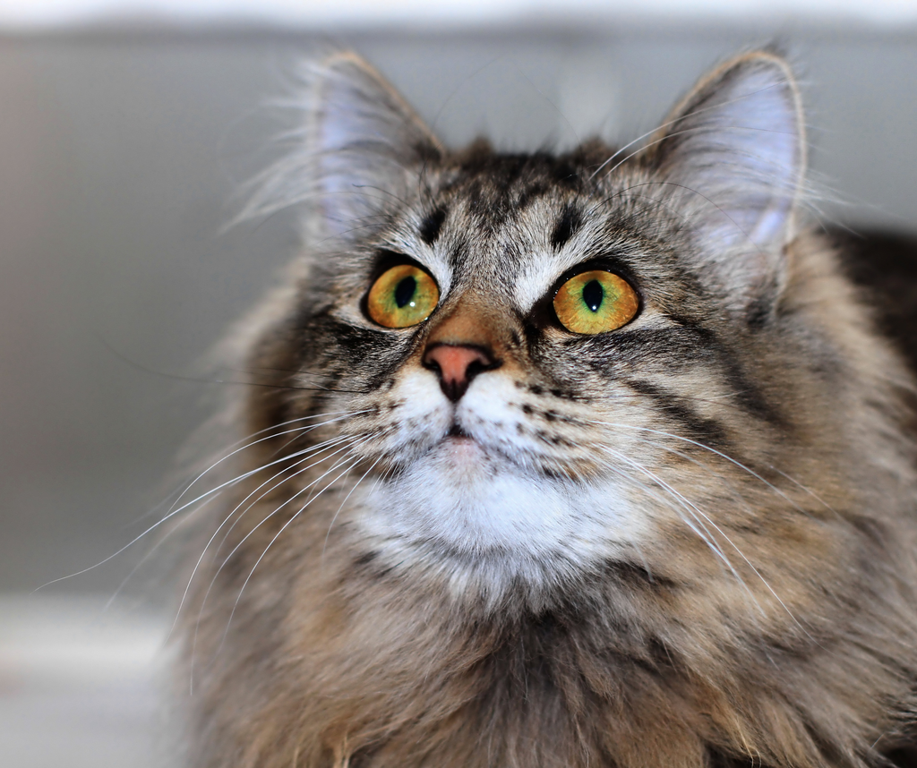 Praising your Cat for Good Behaviour - Simpsons Premium