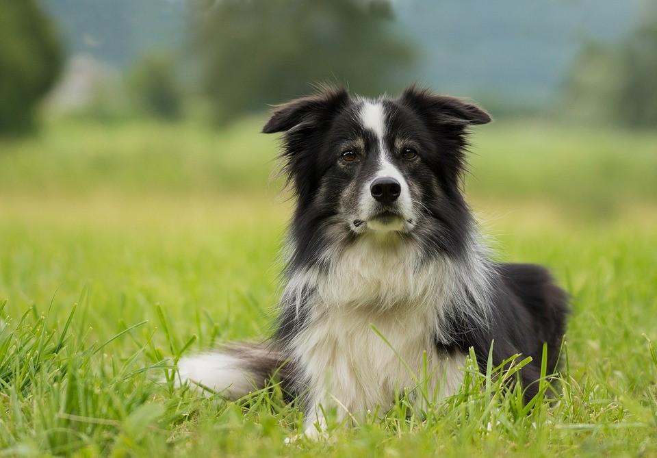 Border Collie Breed Information - Simpsons Premium